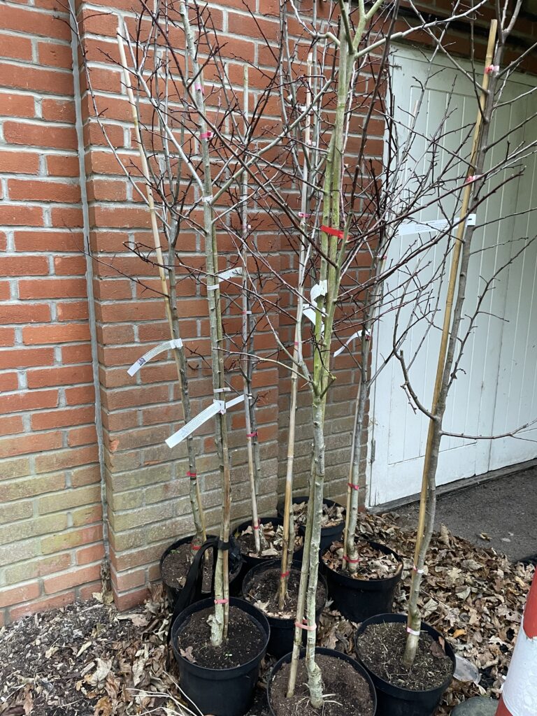 A New Year & New Trees! - The Coddenham Centre